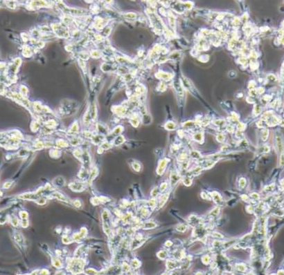 CT26.WT 小鼠结肠癌细胞 - 广州速研生物科技有限公司