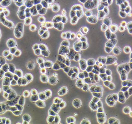 MDA-MB-453 人乳腺癌细胞 - 广州速研生物科技有限公司